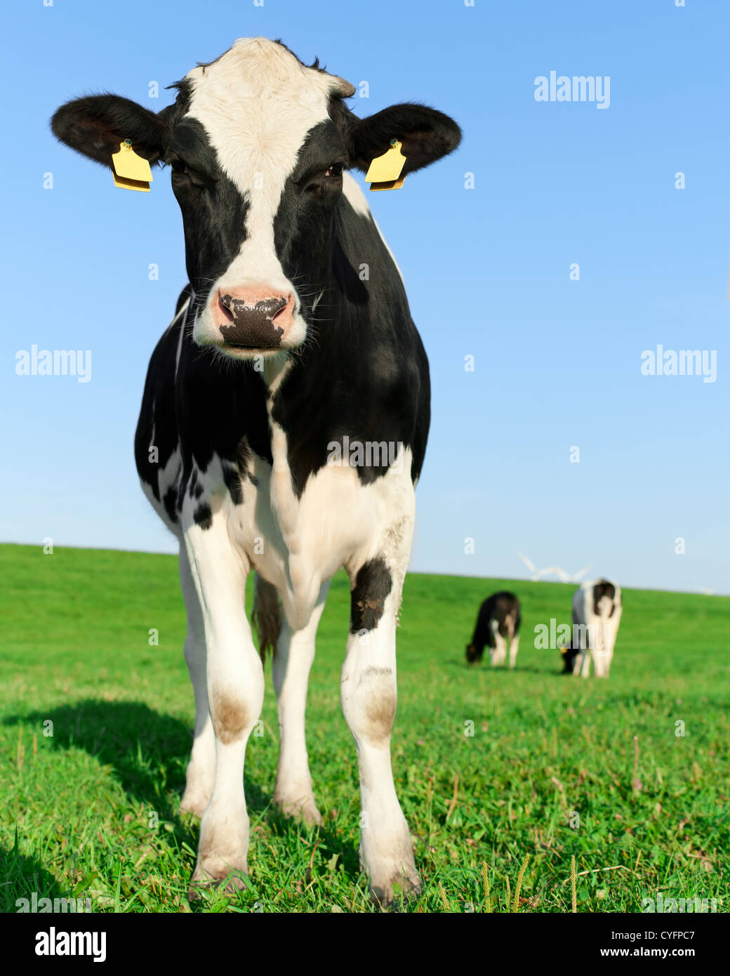 Dairy cow hi-res stock photography and images - Alamy