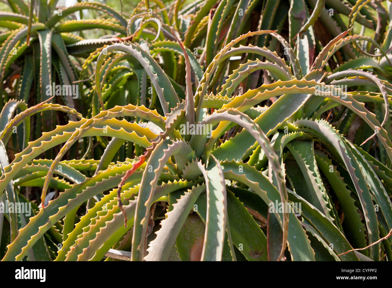 aloe vera cactus succulent plant outdoor in summer Stock Photo - Alamy