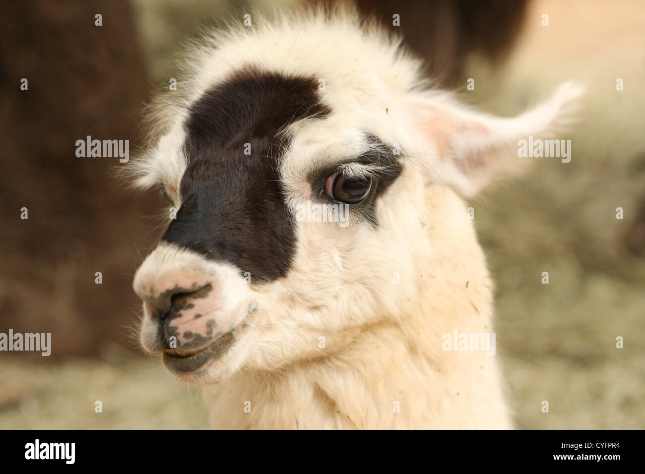 Llama neck hi-res stock photography and images - Alamy