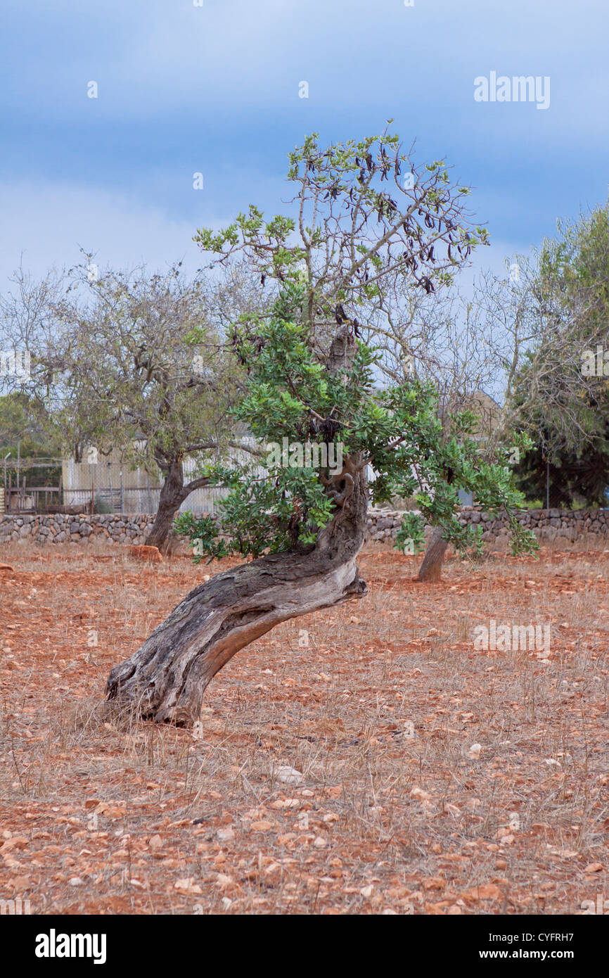 carob tree Ceratonia siliqua with ripe fruits outside in summer Stock ...