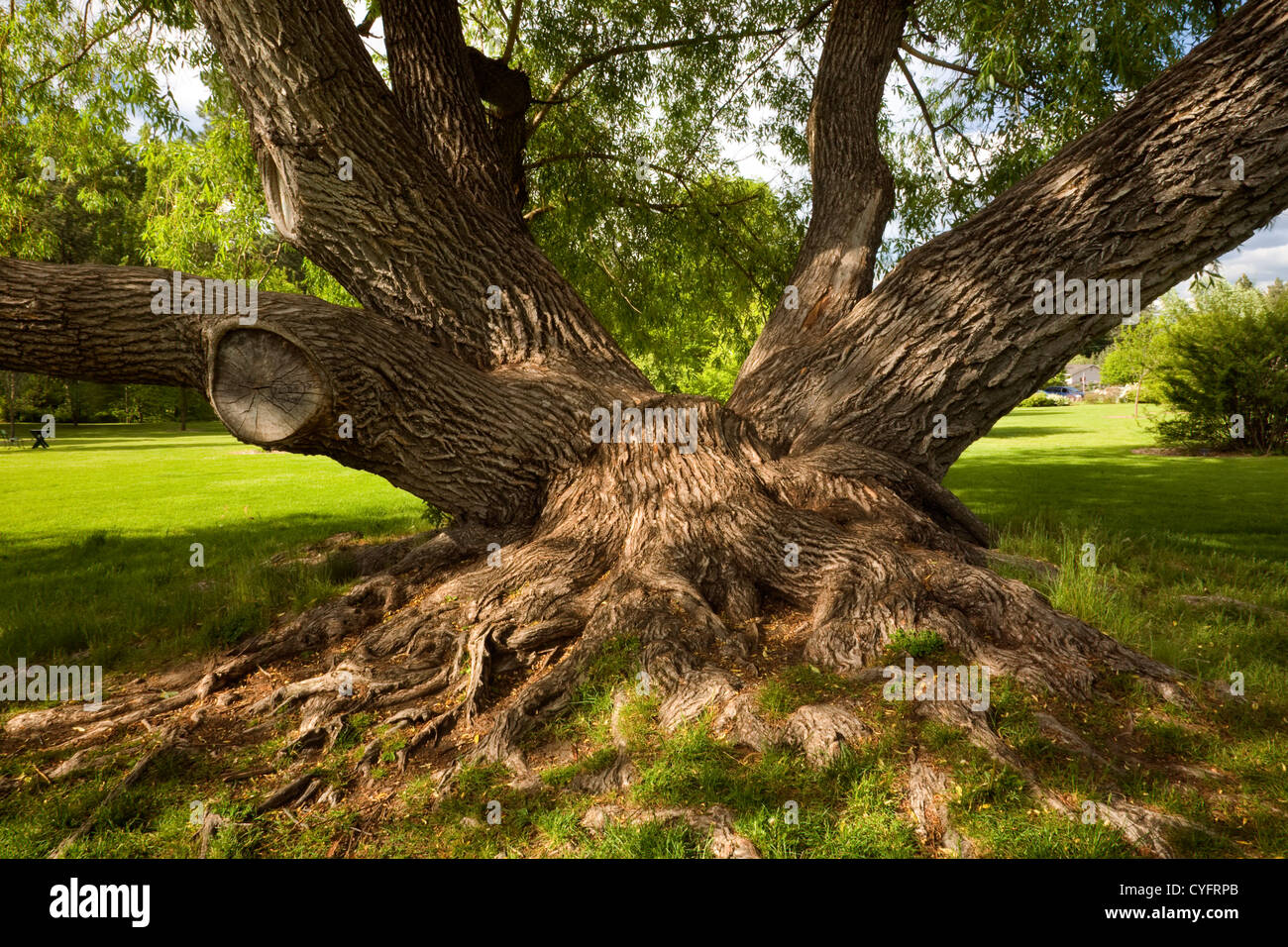 WA05536-00...WASHINGTON - Massive tree in the Finch Arboretum located ...