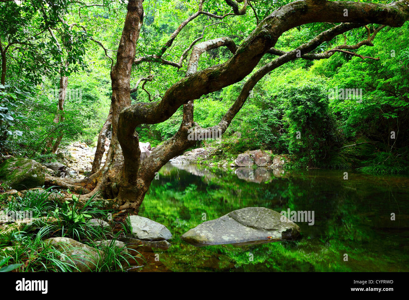 tree and water in jungle Stock Photo - Alamy