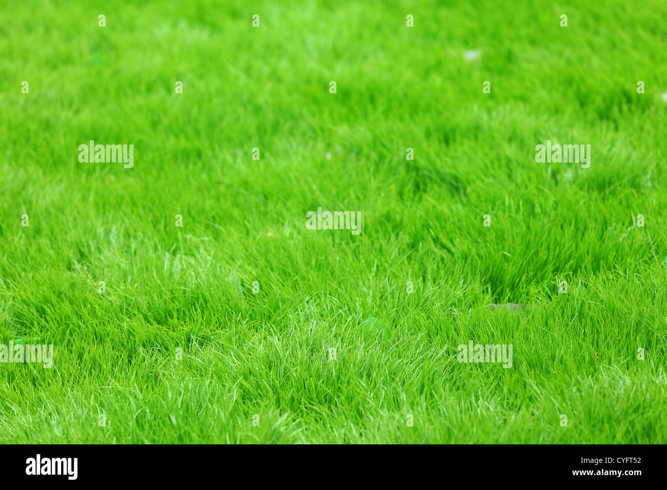 new spring green grass Stock Photo - Alamy