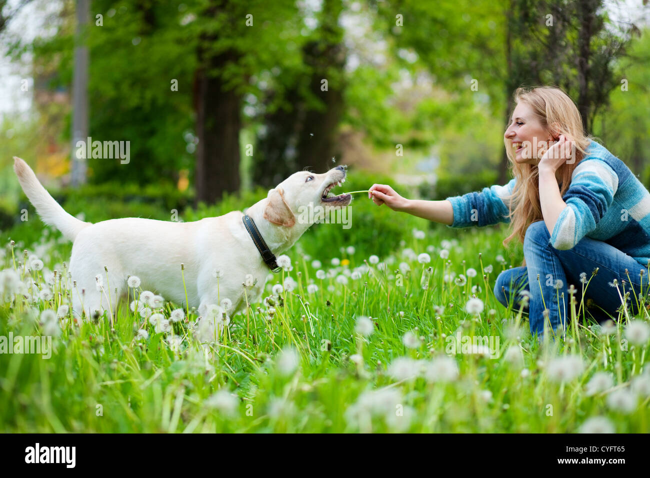 Woman with labrador Stock Photo - Alamy