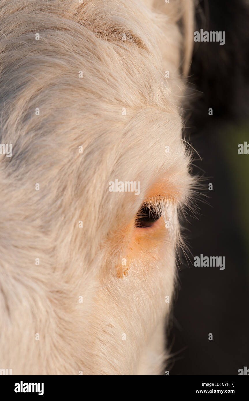 CLOSE-UP OF A OF A HEREFORD CROSS BREEDS EYE. UK Stock Photo - Alamy