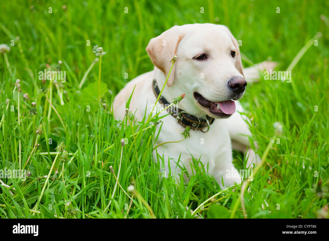 Resting labrador retriever Stock Photo - Alamy