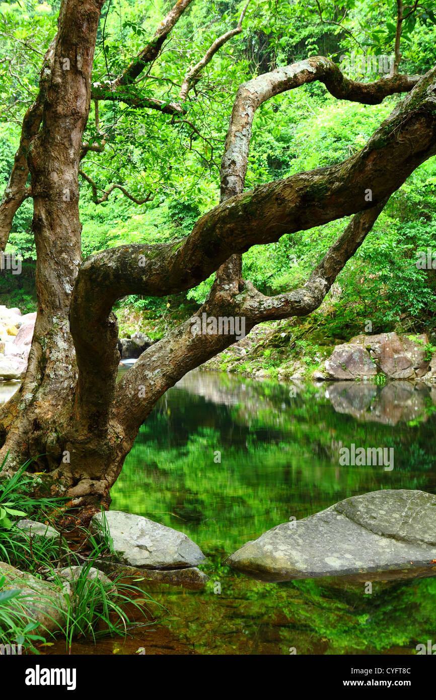 tree and water in jungle Stock Photo - Alamy