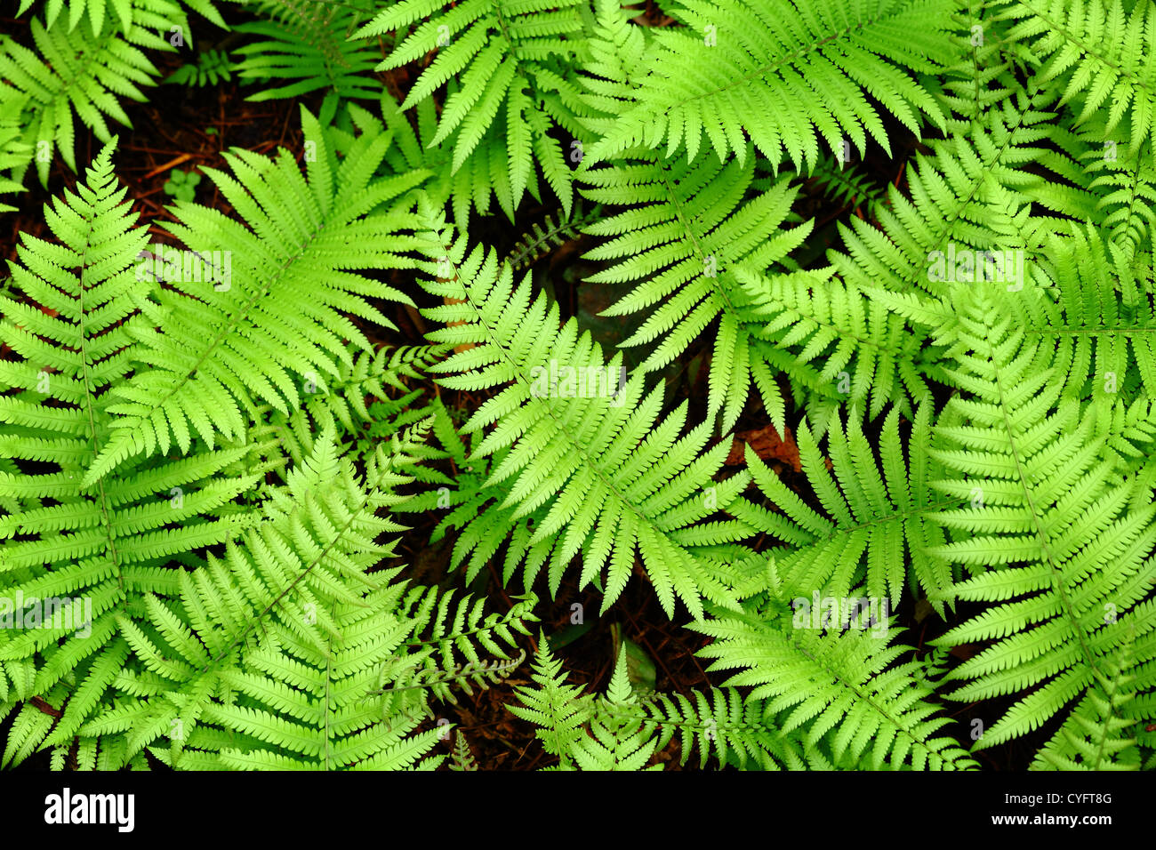 Fresh green leaf Stock Photo - Alamy