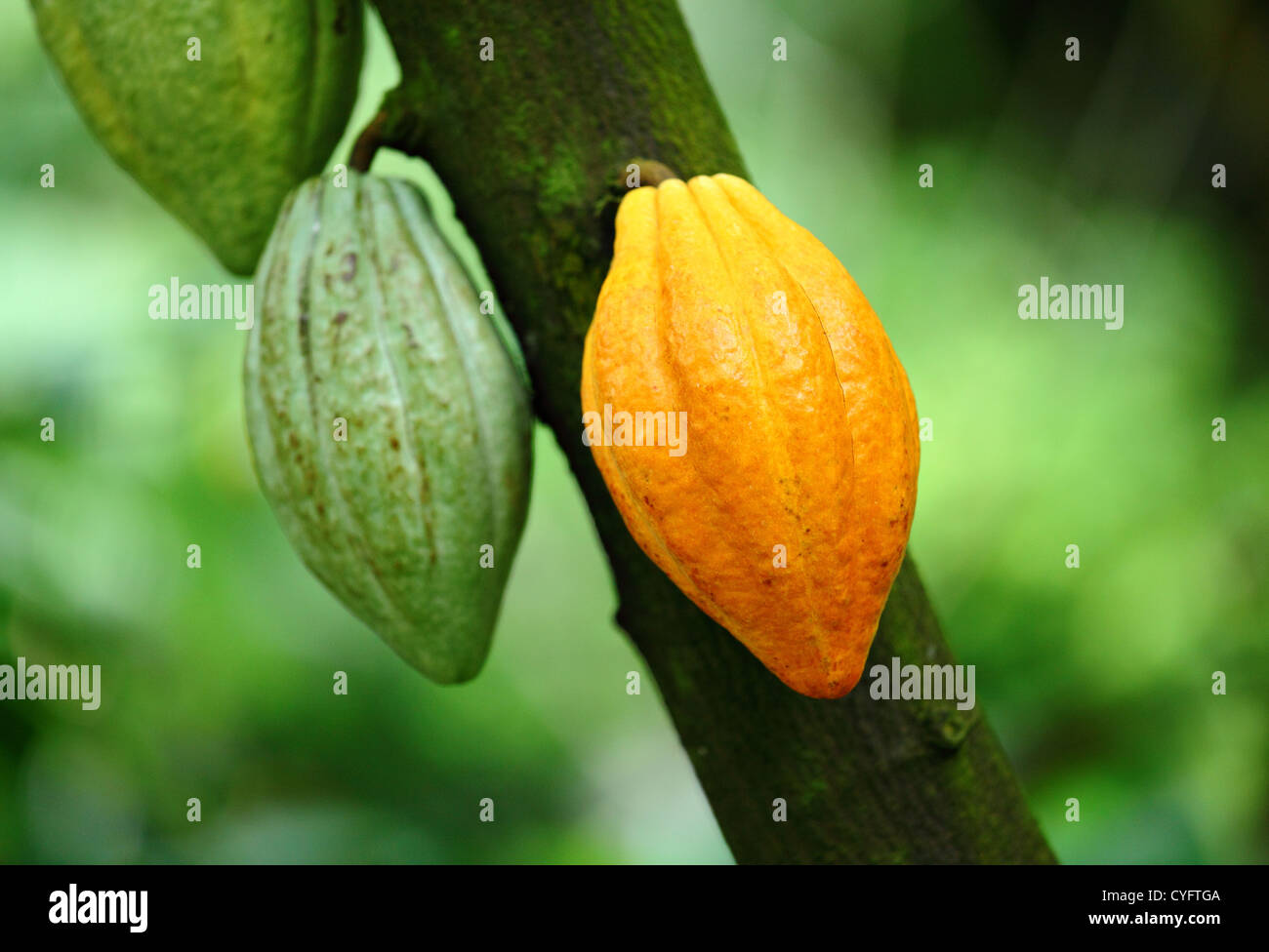 Cocoa pod and seed hi-res stock photography and images - Alamy