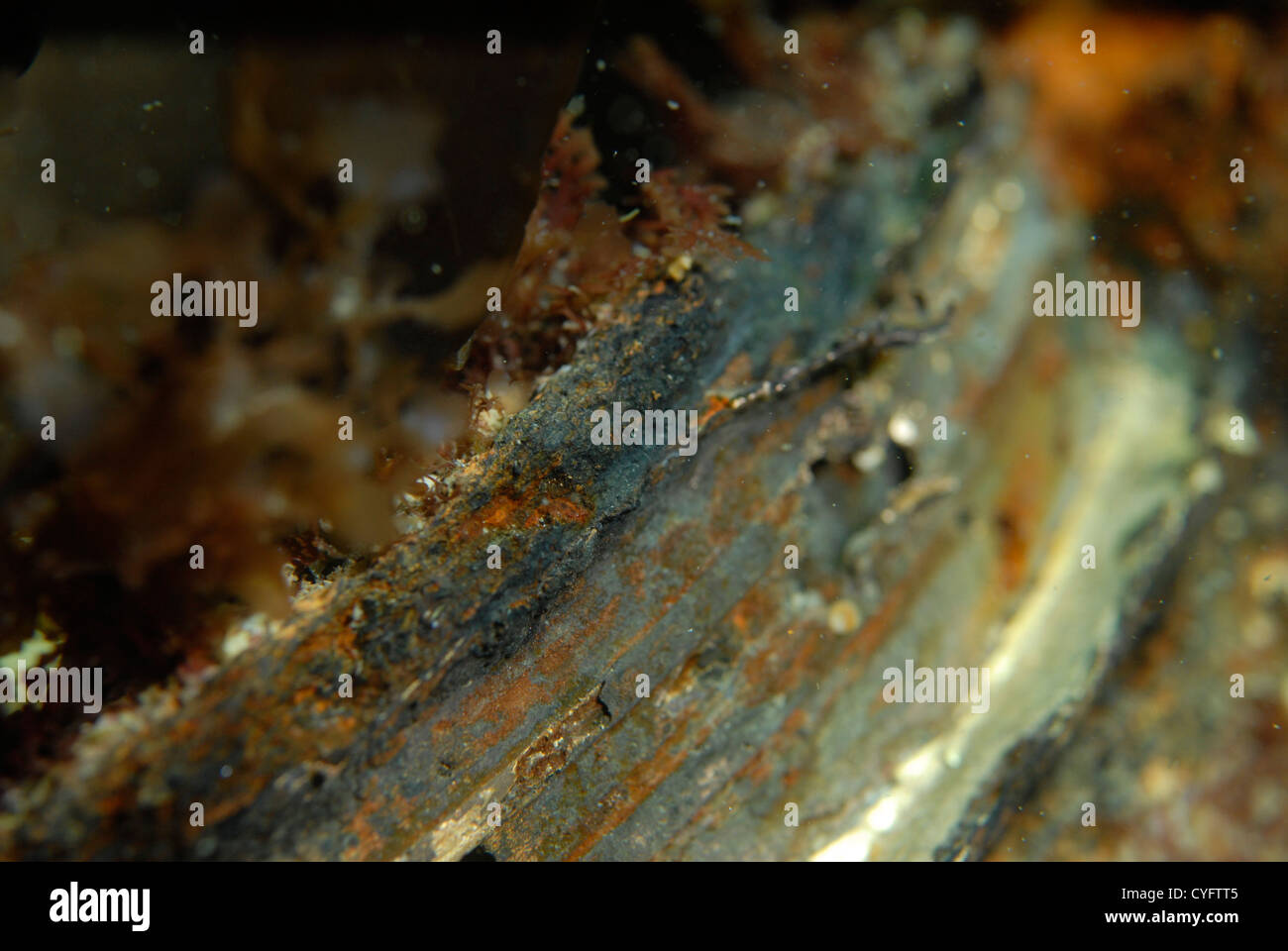 Pendennis beach hi-res stock photography and images - Alamy