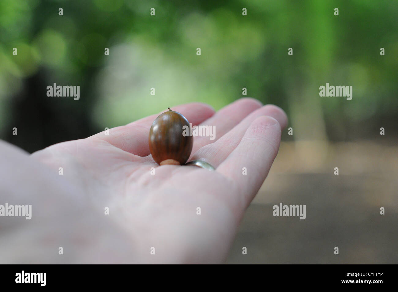 English oak acorn hi-res stock photography and images - Alamy