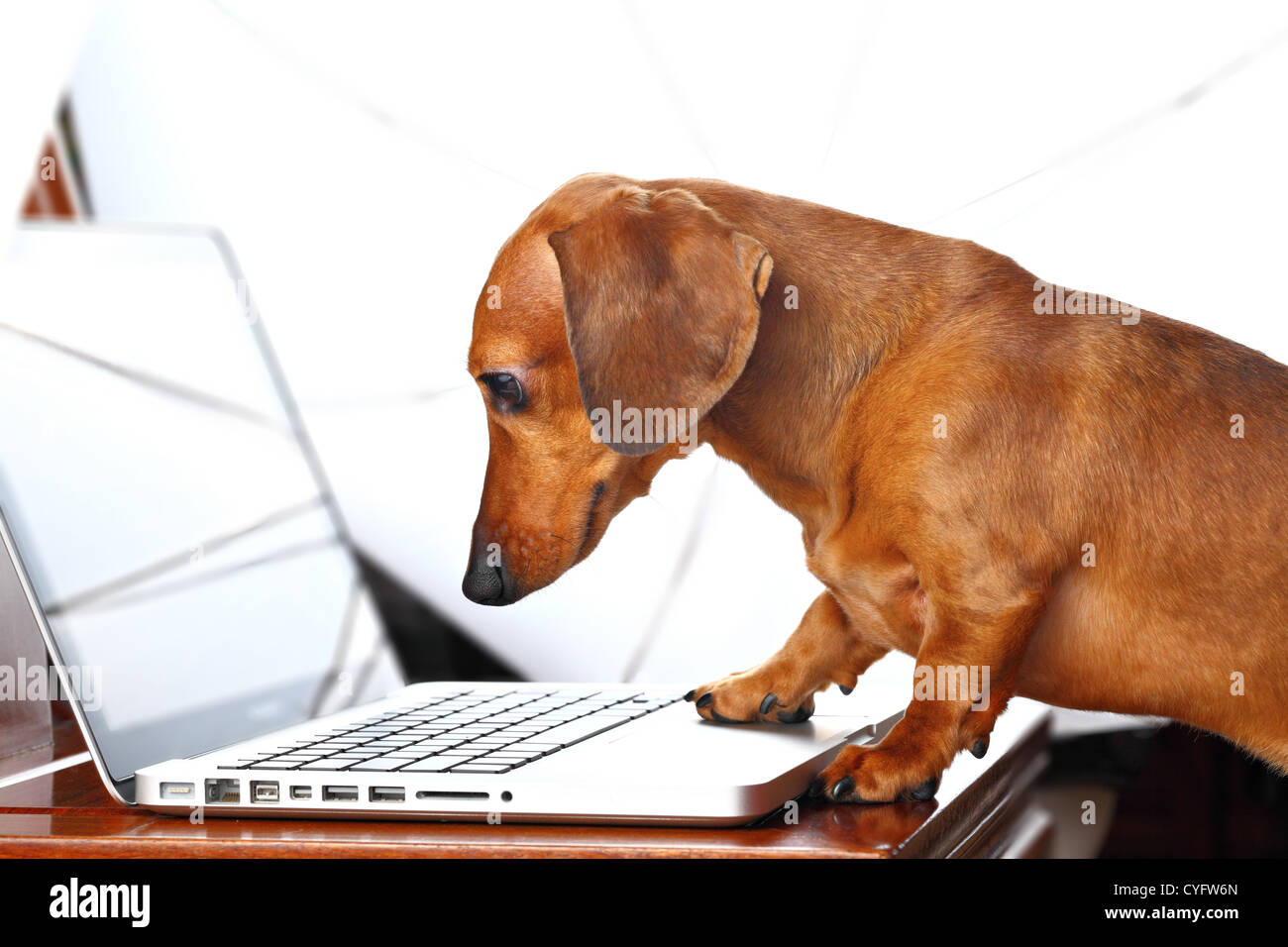 dog using computer Stock Photo - Alamy