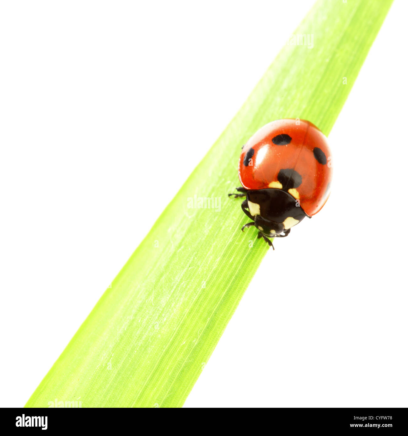 Black spotted red ladybug Cut Out Stock Images & Pictures - Alamy