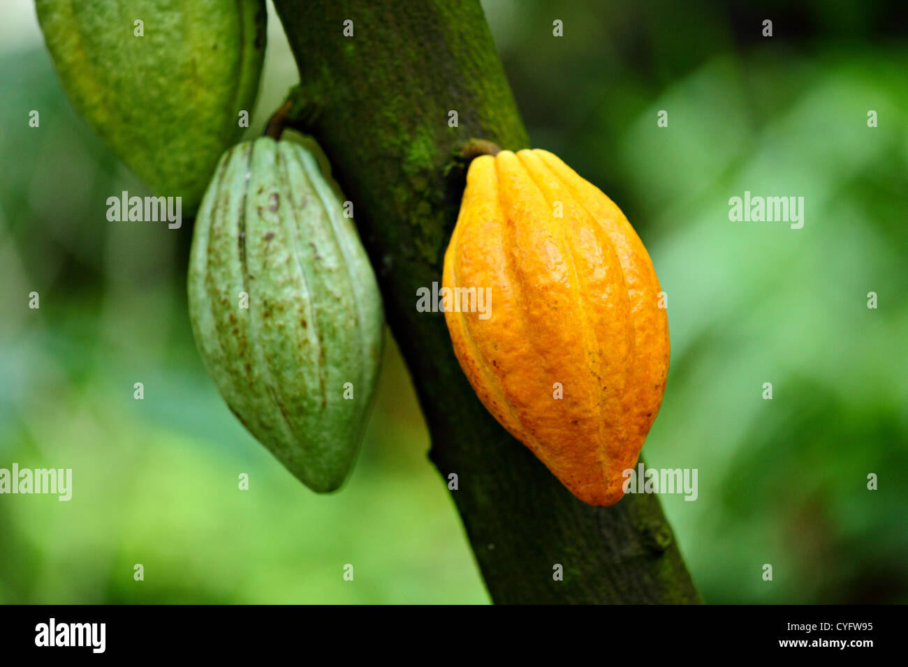 Cocoa seed pods hi-res stock photography and images - Alamy