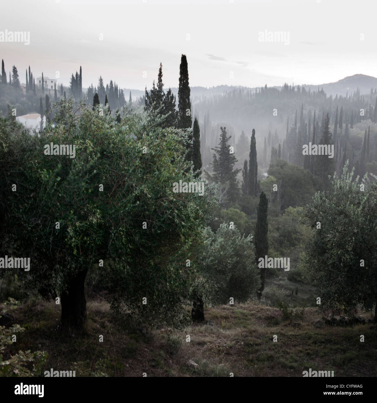 Corfu olive trees hi-res stock photography and images - Alamy