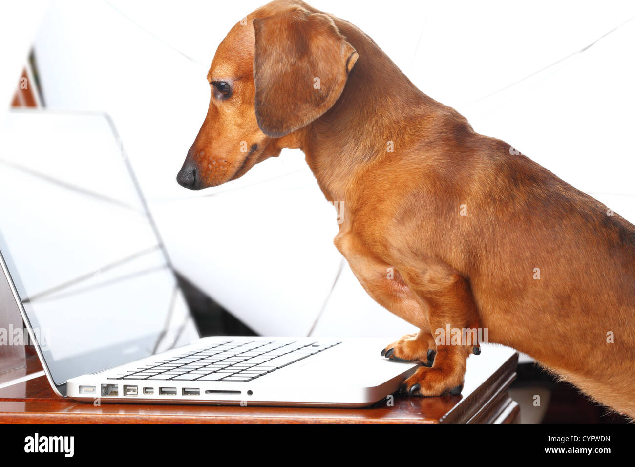 dog using laptop Stock Photo - Alamy