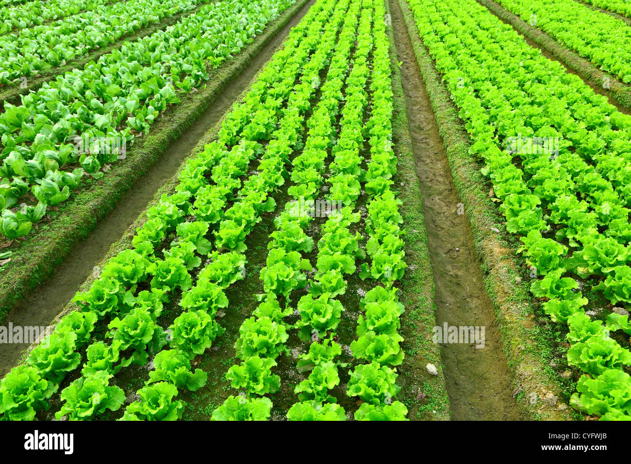 Rows of freshly planted lettuce Stock Photo - Alamy