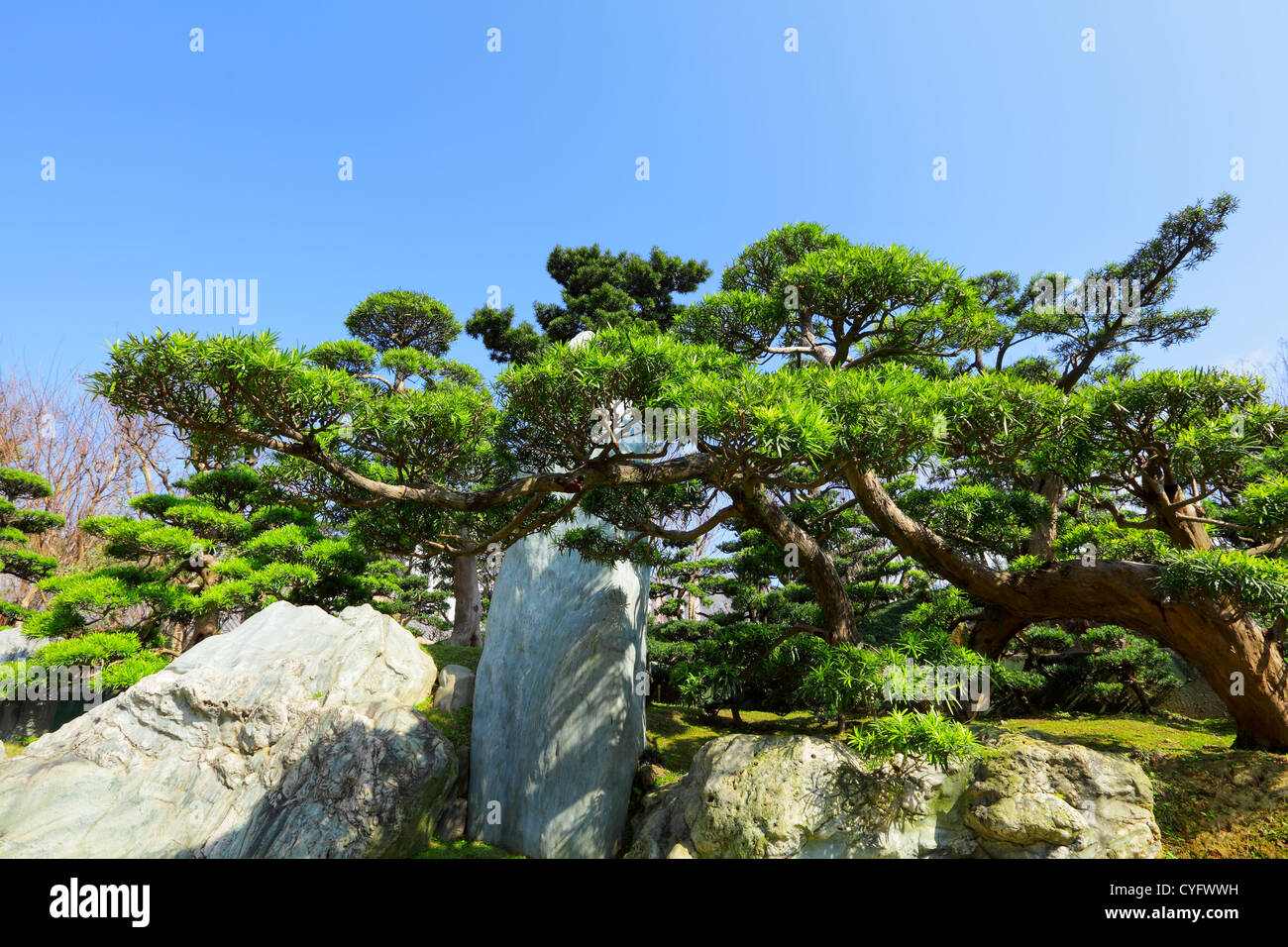 chinese garden plant Stock Photo - Alamy