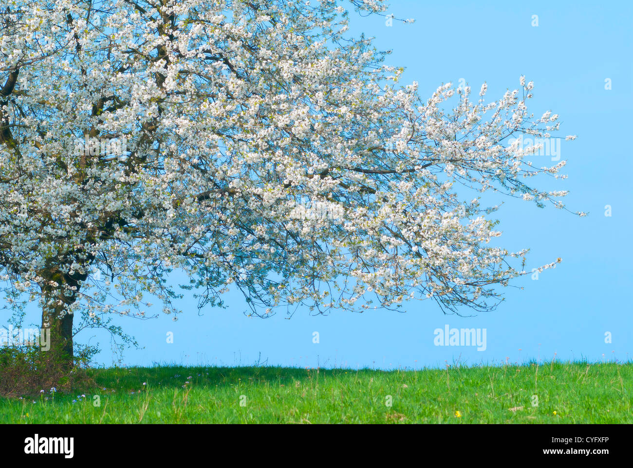 Flowering tree in a hi-res stock photography and images - Alamy