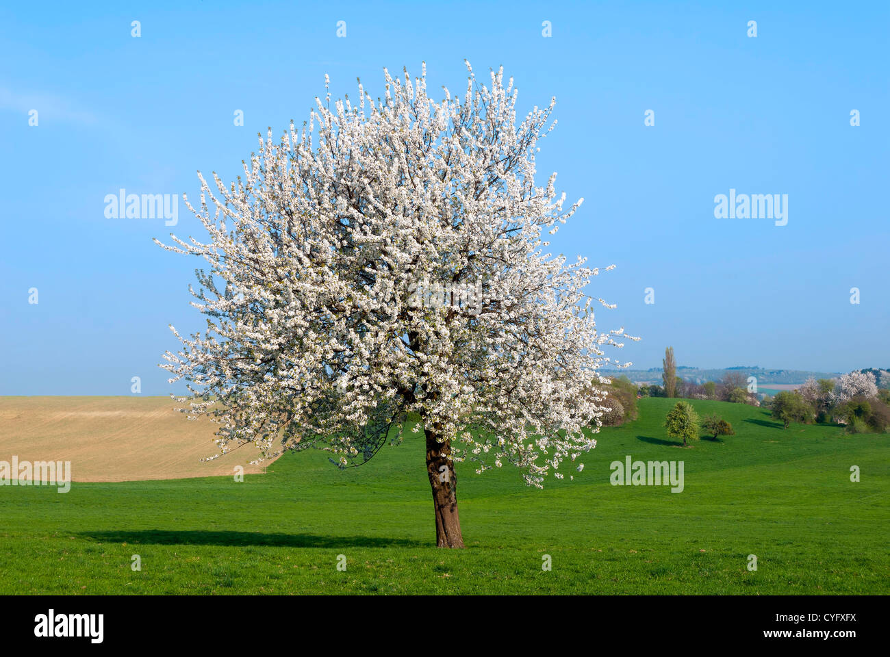 a springtime landscape Stock Photo - Alamy