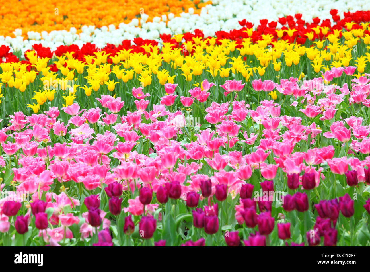 tulip in flower field Stock Photo - Alamy