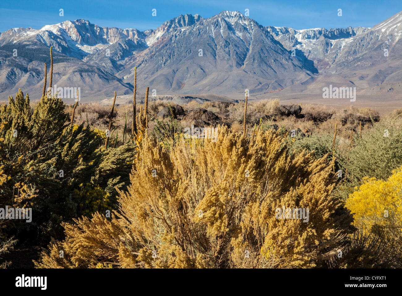 Native Flora in the Eastern Sierra Nevada in the fall of 2012 Stock ...