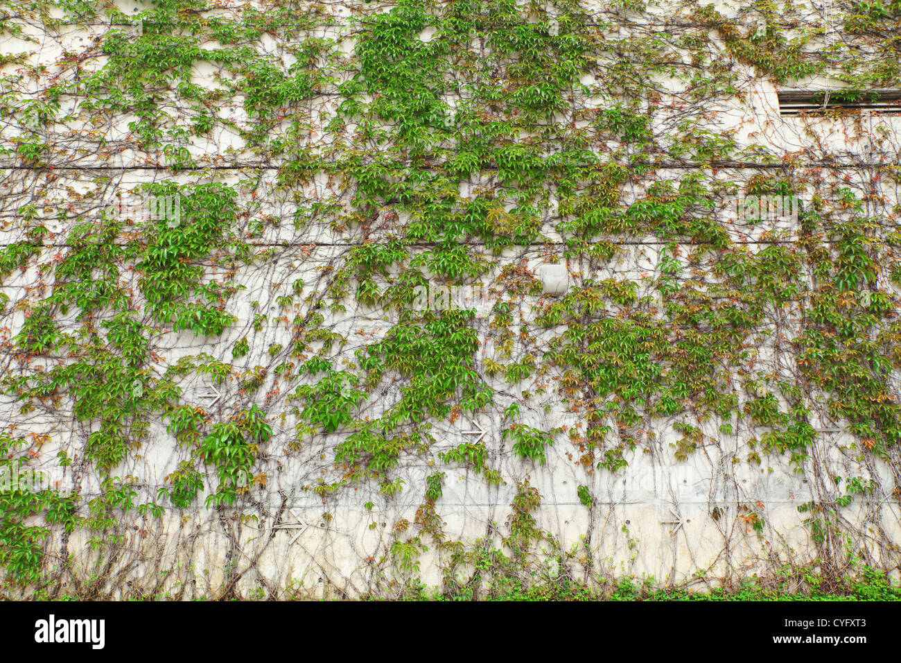 Normal plant hi-res stock photography and images - Alamy