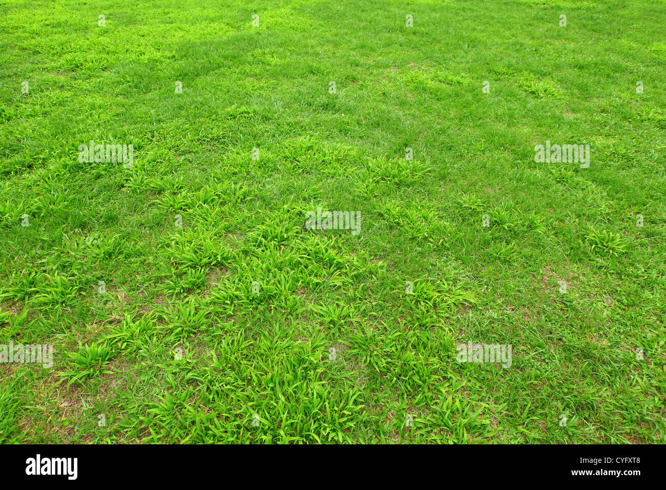 fresh green grass Stock Photo - Alamy