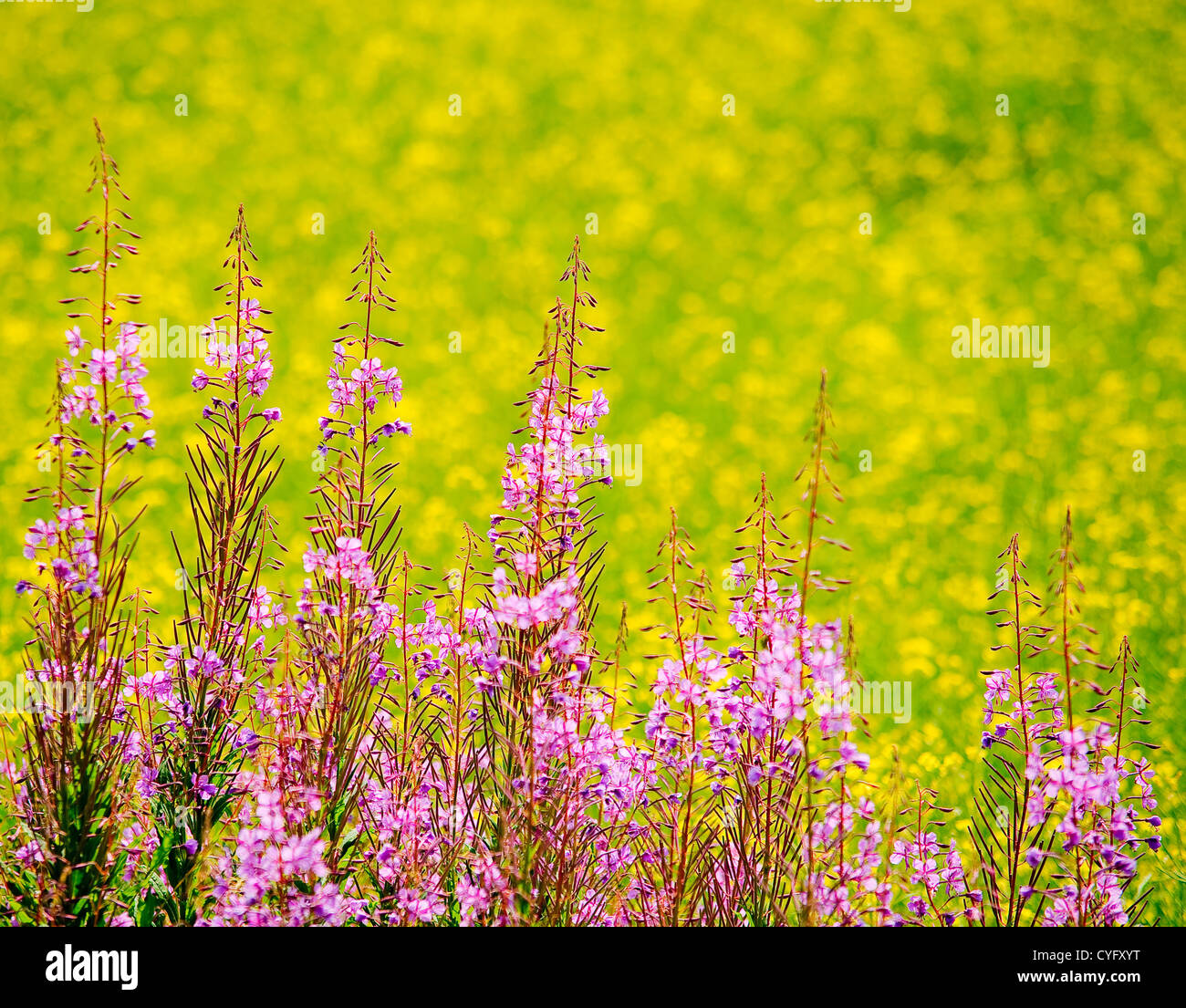 Fire weed bloom hi-res stock photography and images - Alamy