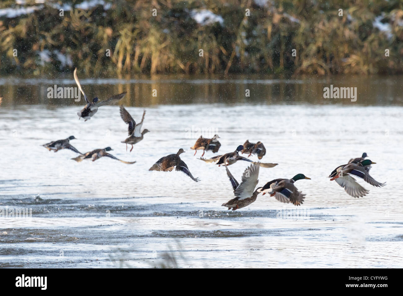 wild birds, nature series Stock Photo - Alamy