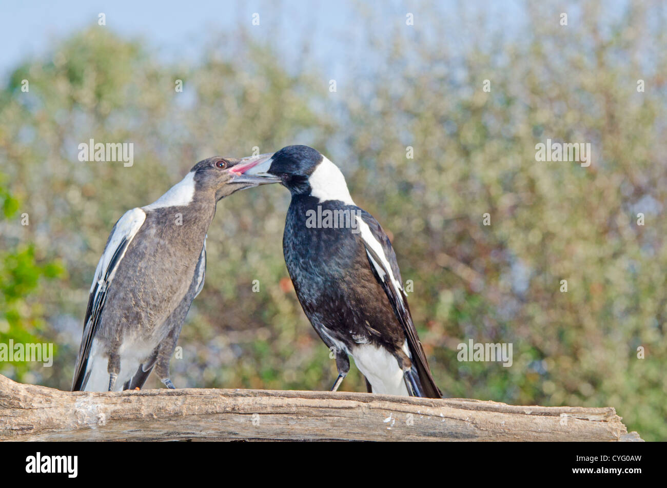 Australian magpie feeding young. Gymnorhina tibicen Stock Photo - Alamy