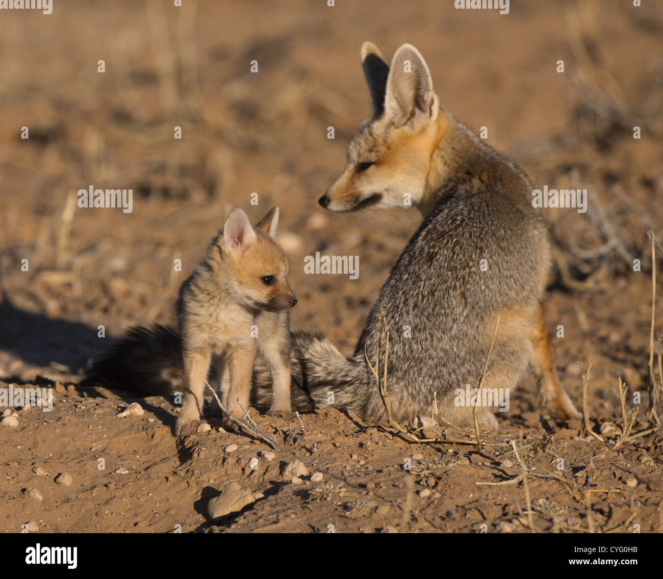 cape fox with baby at den Stock Photo - Alamy