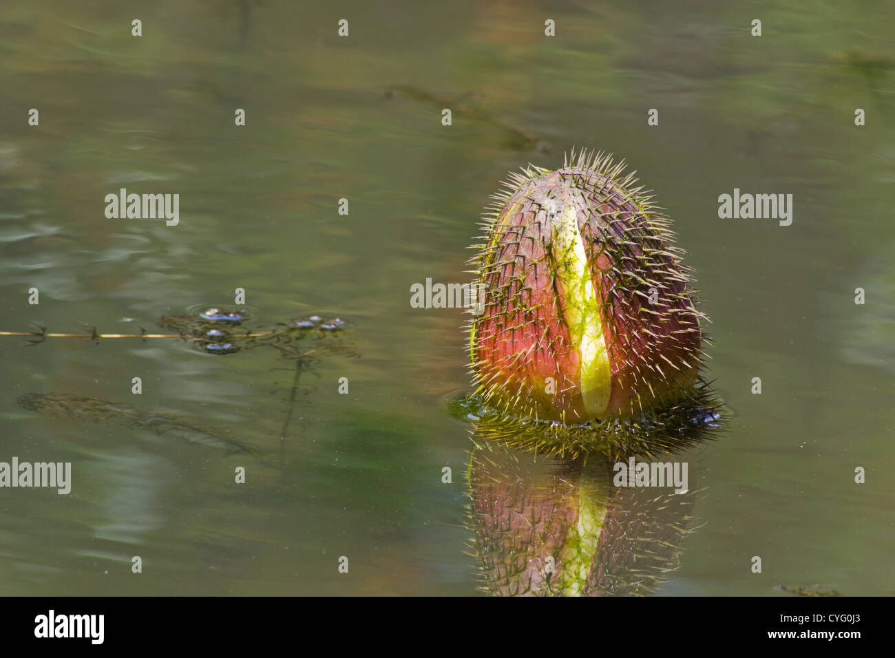 Victoria Lotus Leaf Stock Photos & Victoria Lotus Leaf Stock Images - Alamy