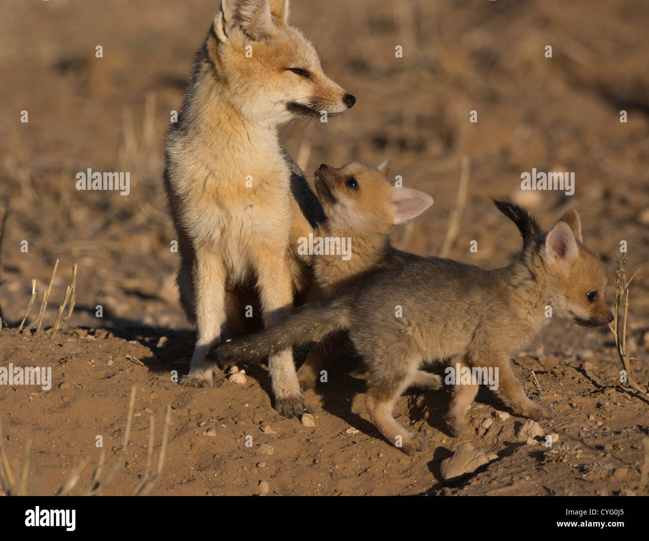 cape fox with two babies playing Stock Photo - Alamy