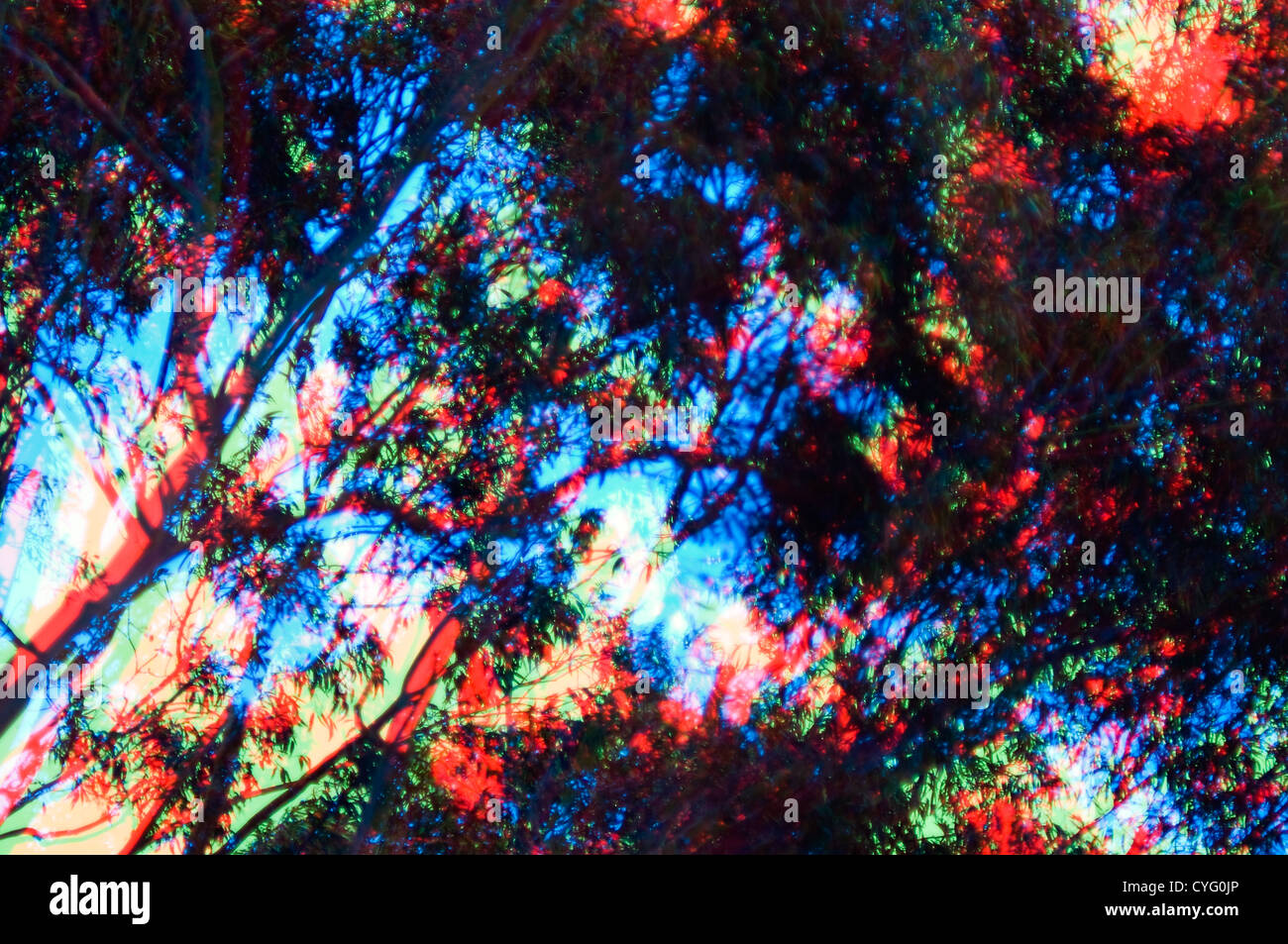 tri-color tree and foliage Stock Photo - Alamy