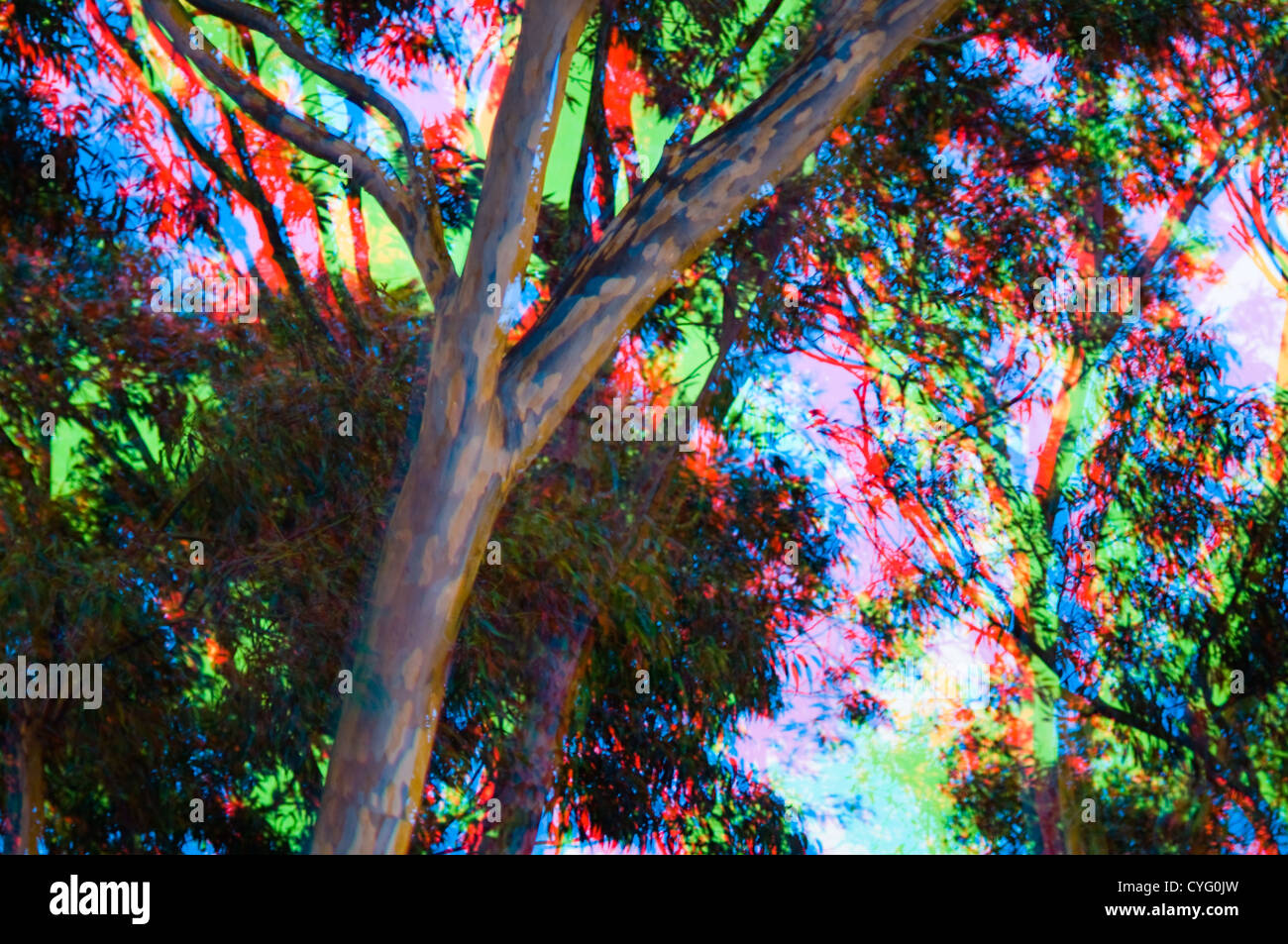 tri-color tree and foliage Stock Photo - Alamy