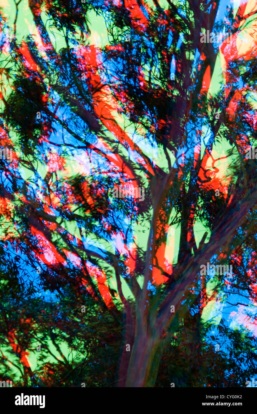 tri-color tree and foliage Stock Photo - Alamy