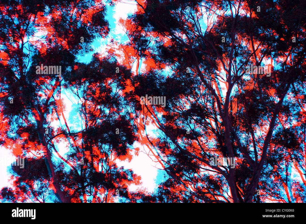 tri-color tree and foliage Stock Photo - Alamy