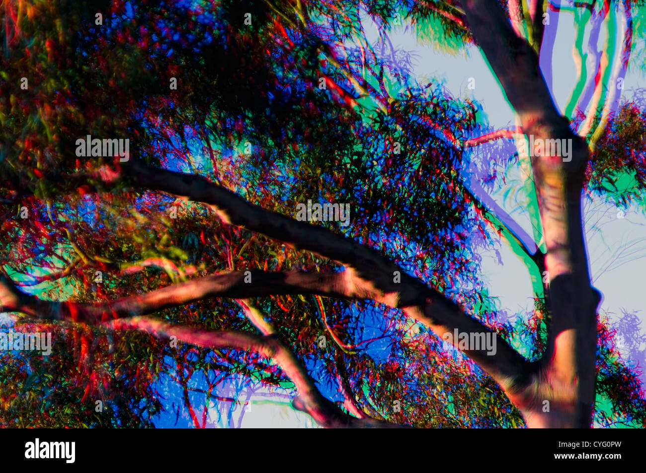 tri-color tree and foliage Stock Photo - Alamy