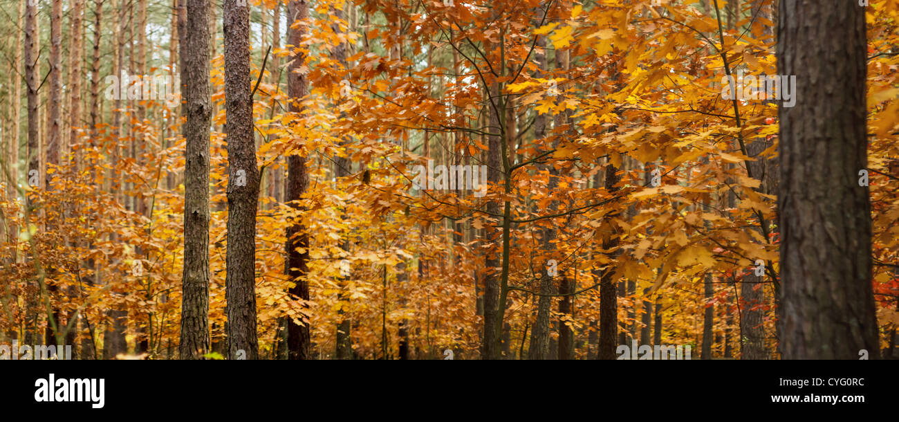 Sunlight in the green forest, nature series Stock Photo - Alamy