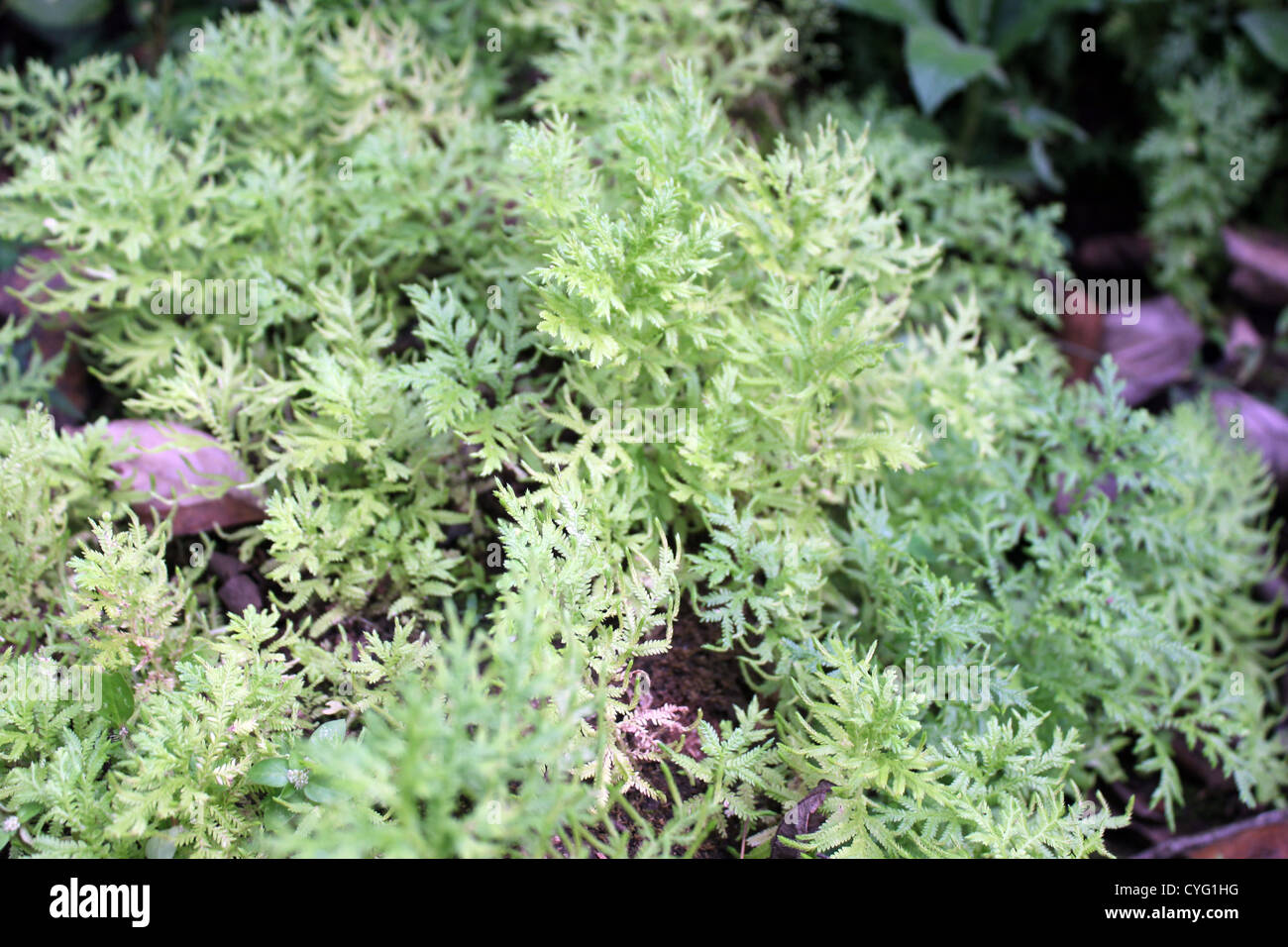Typical fern hi-res stock photography and images - Alamy