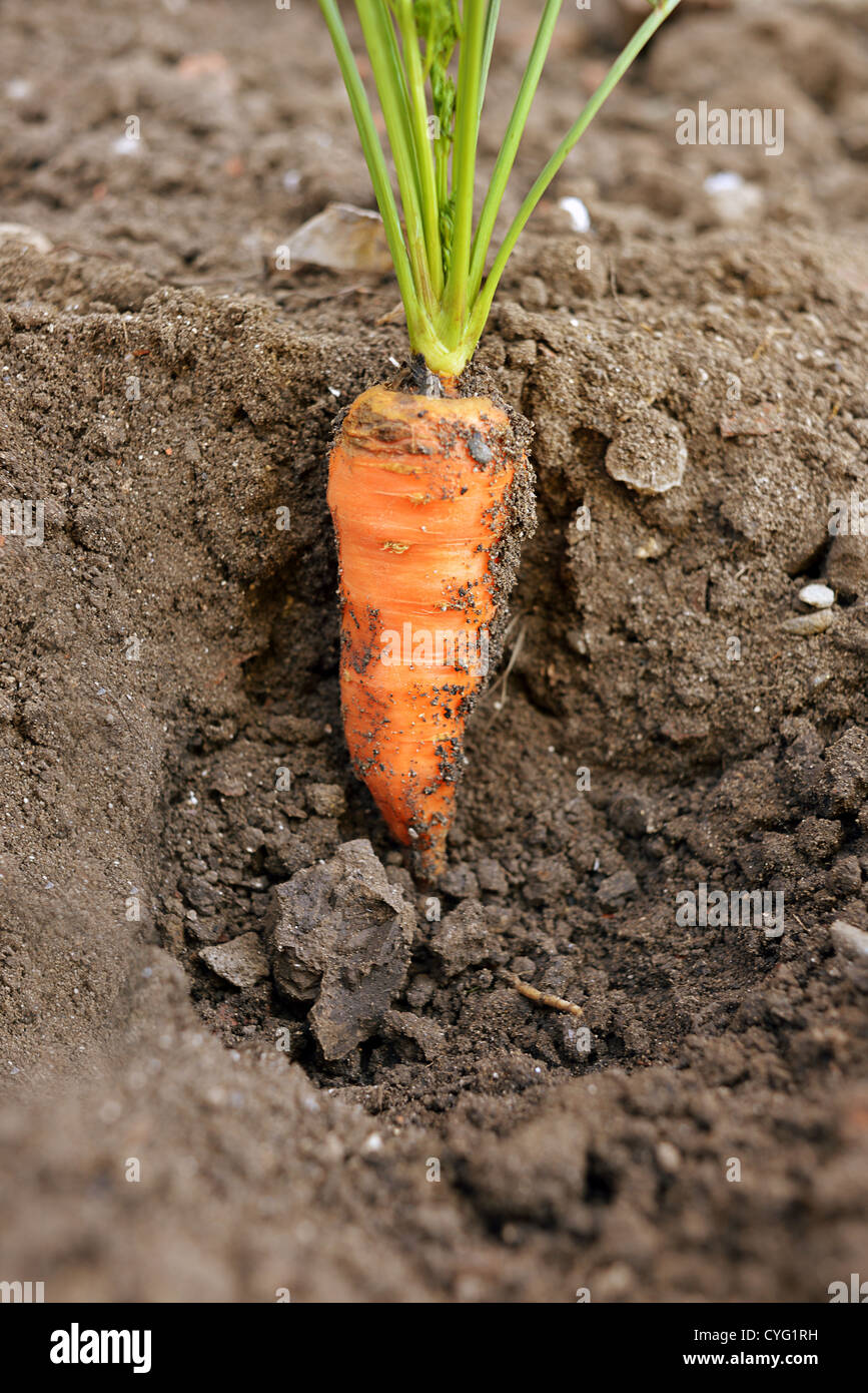 Carrots Growing In Ground