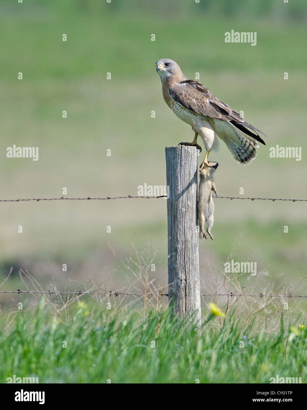 Hawk with a Gopher Stock Photo - Alamy