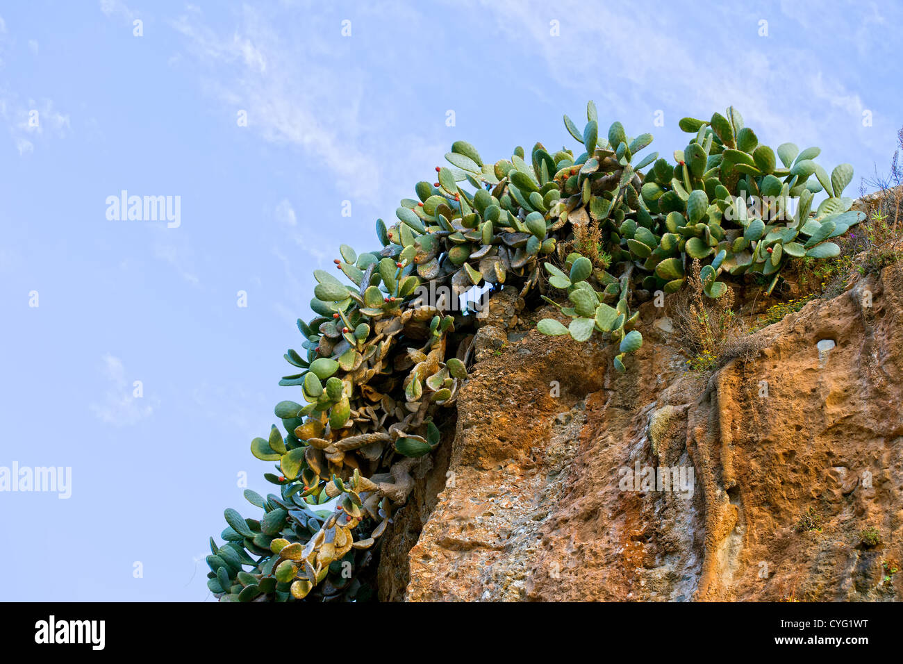 Plant growing in the cliff hi-res stock photography and images - Alamy