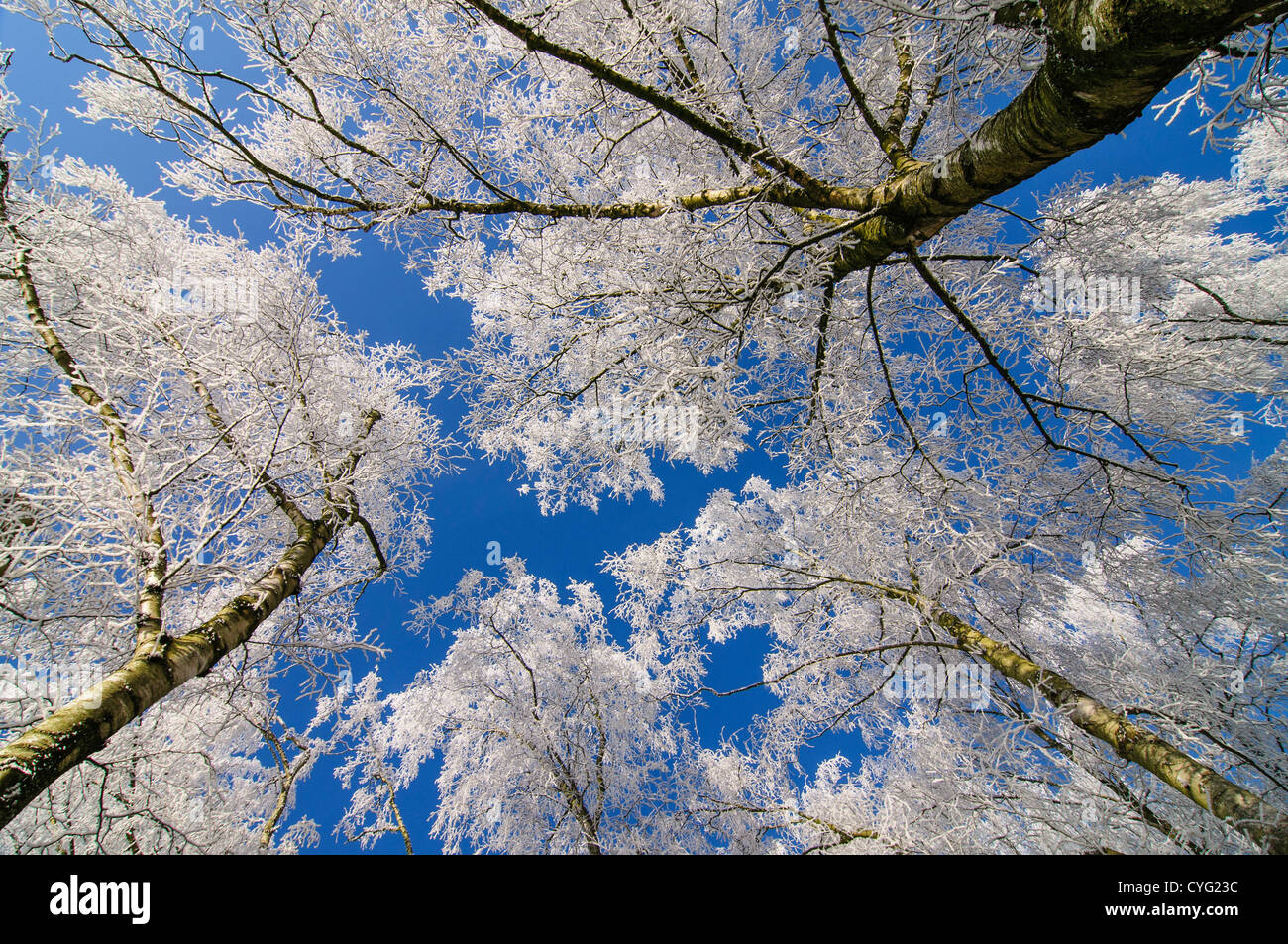 Holland frost hi-res stock photography and images - Alamy