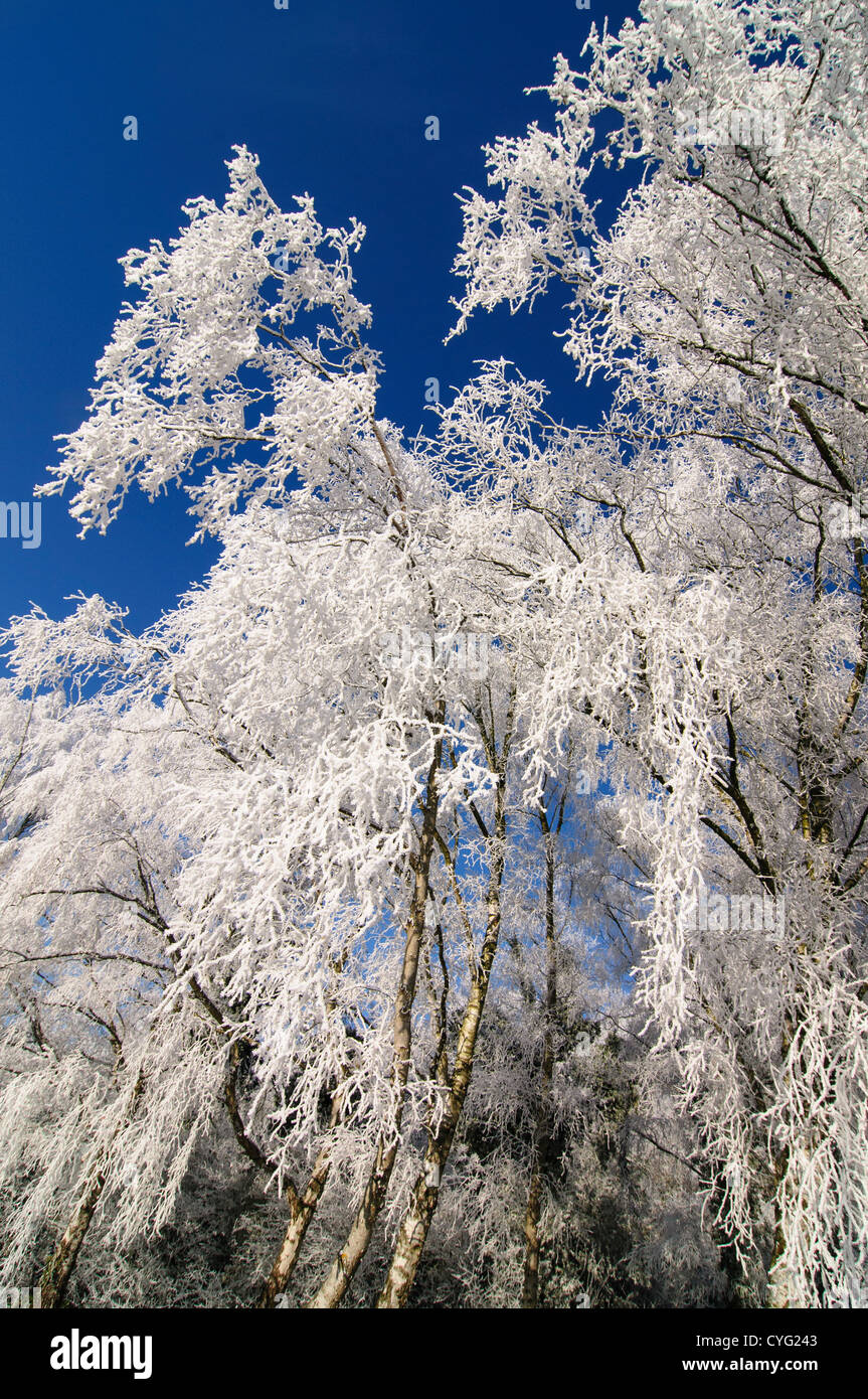 Holland frost hi-res stock photography and images - Alamy