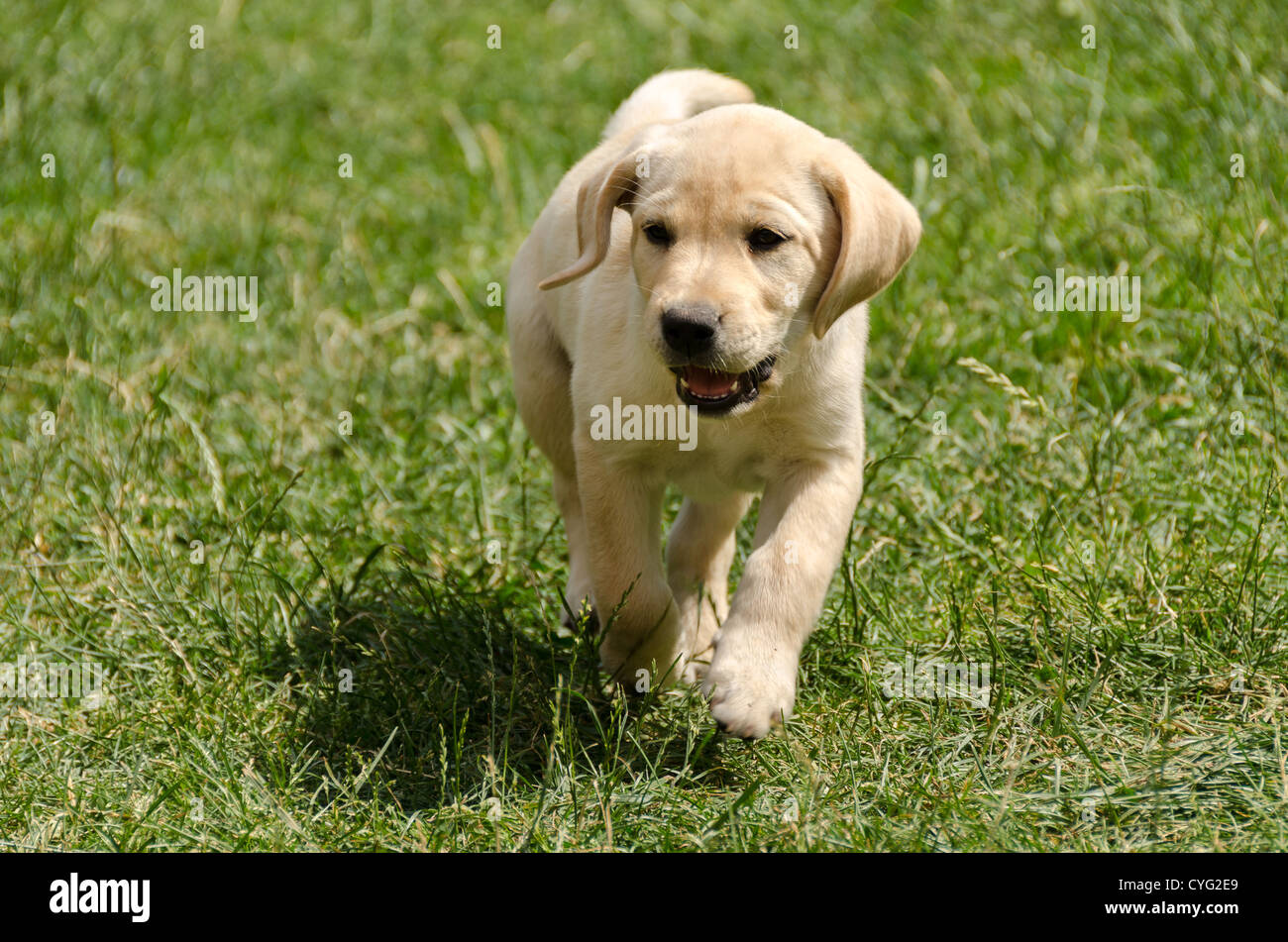 labrador puppy running on the grass Stock Photo - Alamy