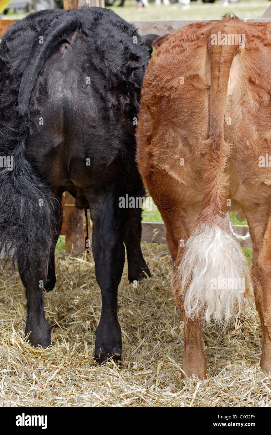 Rear cattle hi-res stock photography and images - Alamy