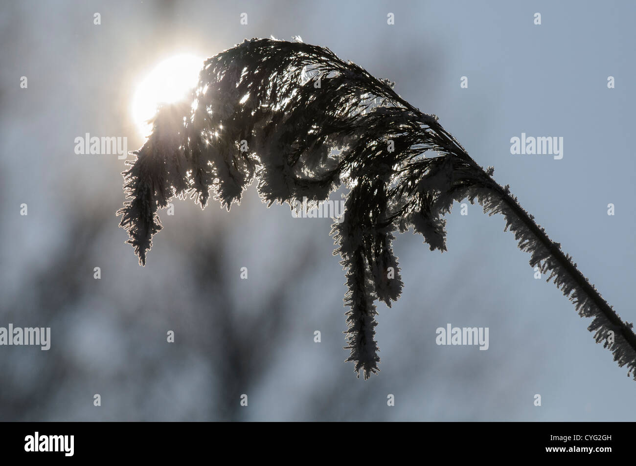Reed plume hi-res stock photography and images - Alamy
