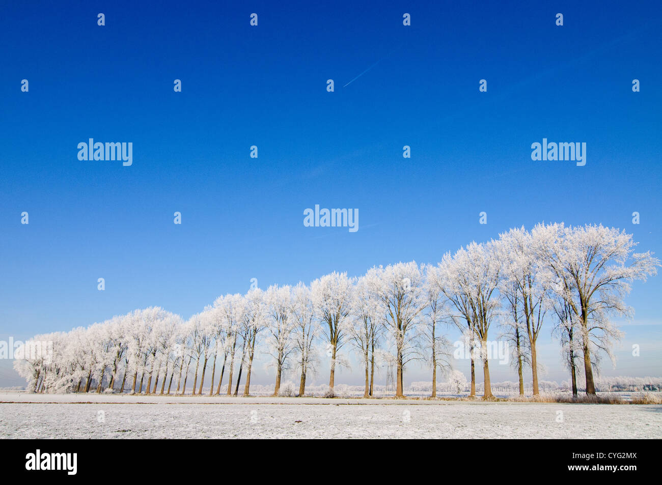 Populier populus spec poplar wilgen salicaceae willows flora hi-res ...